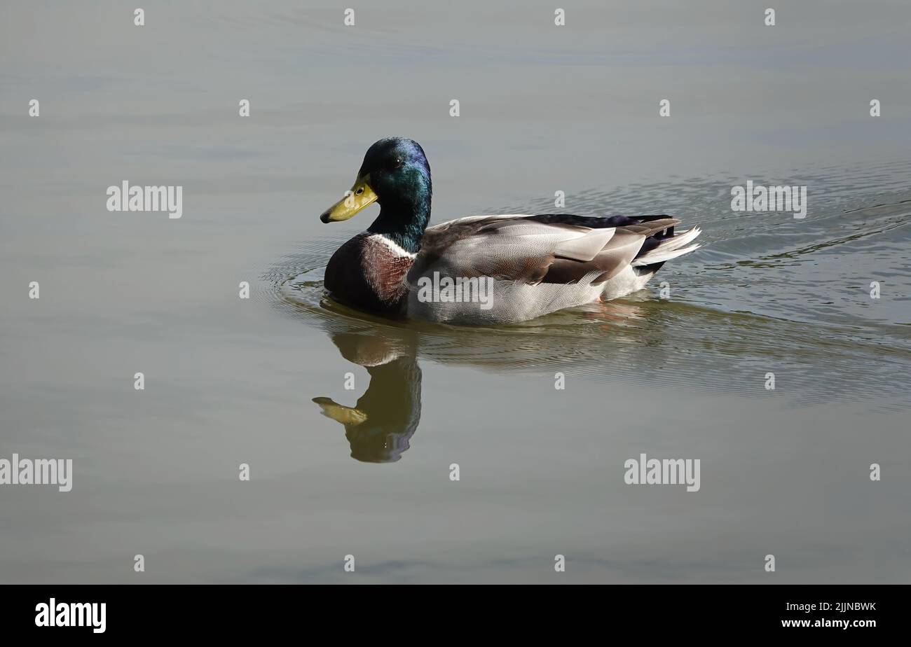 A scenic view of a male mallard duck swimming in the lake Stock Photo ...