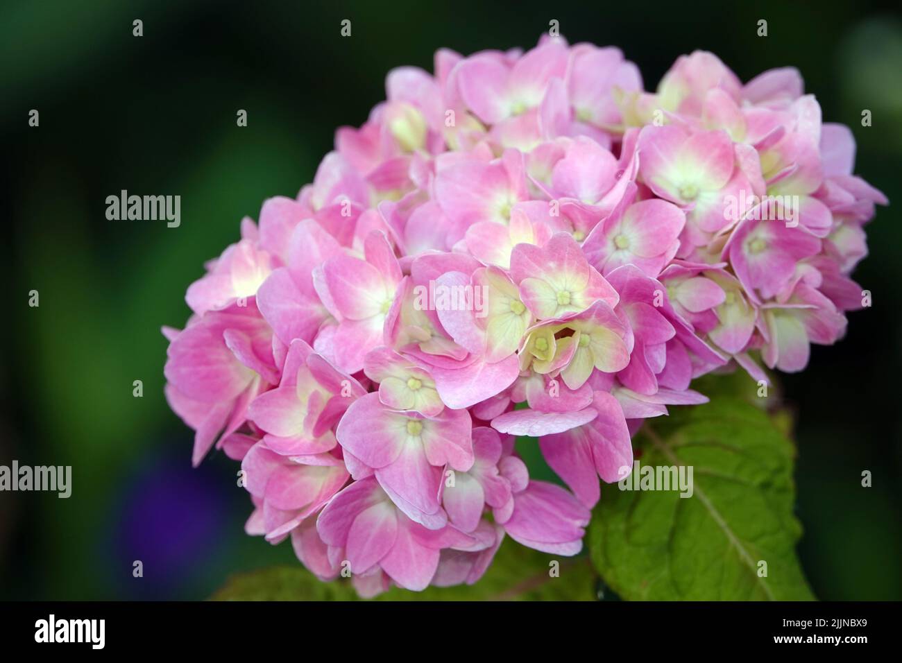 Hydrangea flowers close-up beautiful and delicate Stock Photo - Alamy