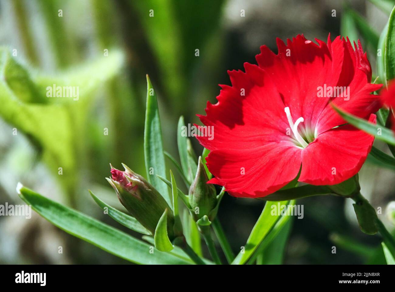 Carnation flowers of different types close-up Stock Photo - Alamy