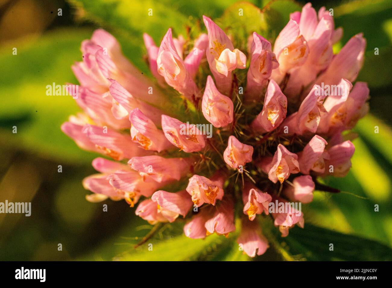 Selective red hi-res stock photography and images - Alamy