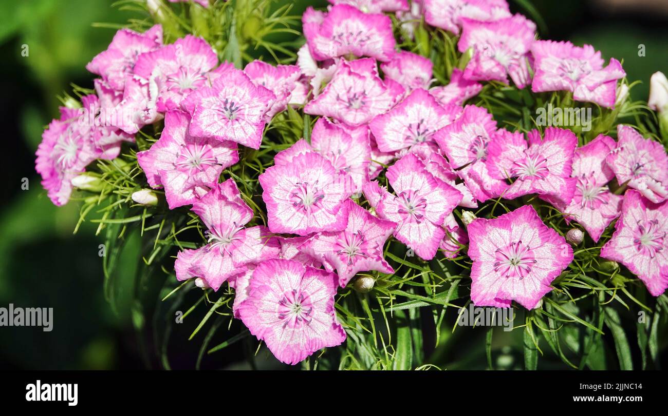 Carnation types hi-res stock photography and images - Alamy