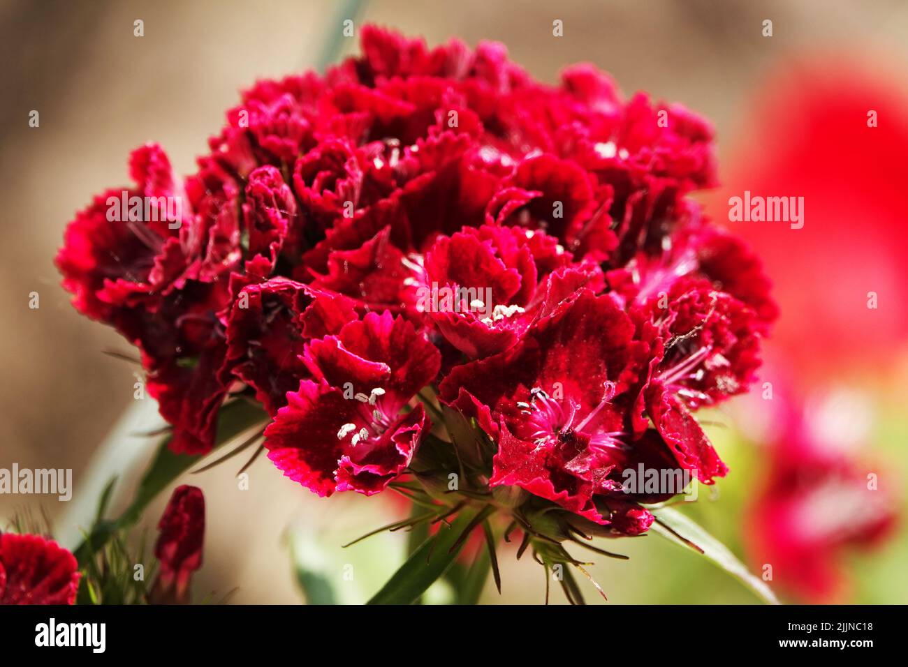 Carnation flowers of different types close-up Stock Photo - Alamy