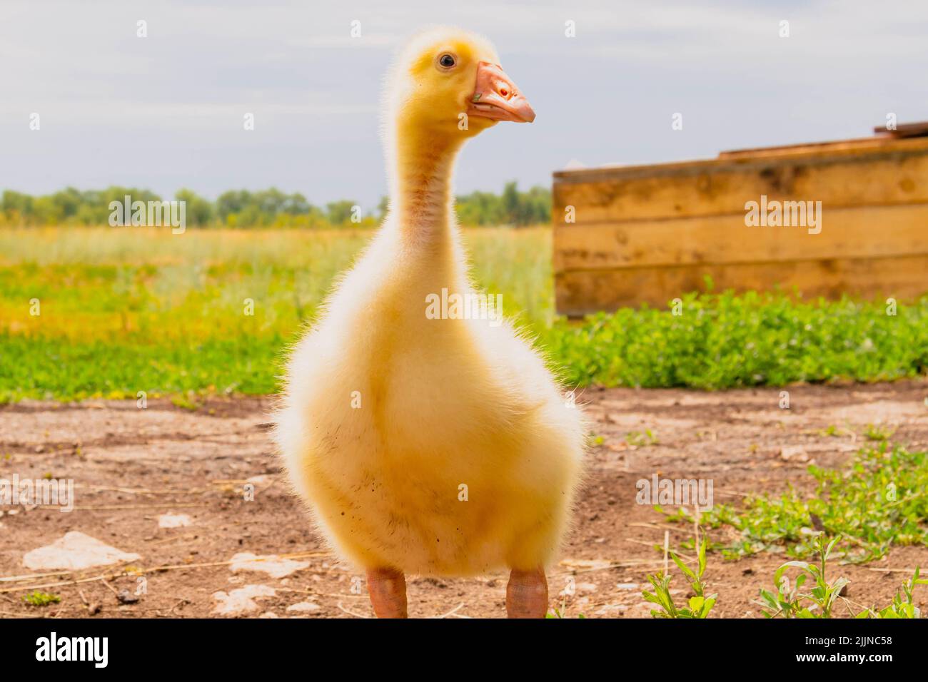 Gosling. Poultry farm for breeding geese. Little goose chicks in the ...