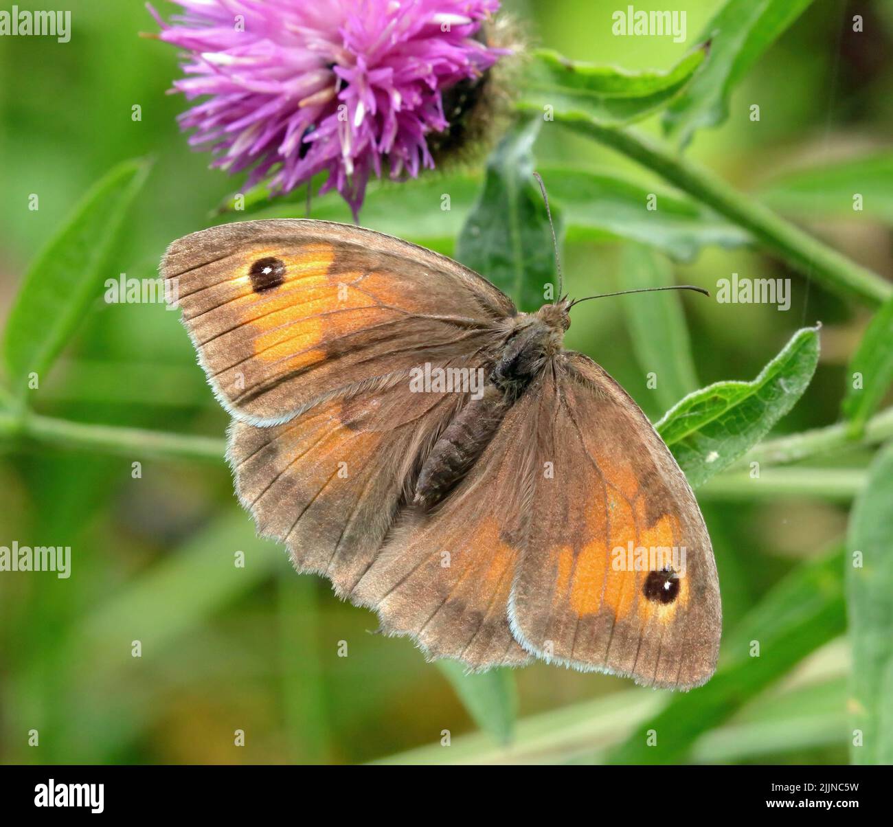 Meadow Brown (Maniola jurtina) butterfly Stock Photo - Alamy