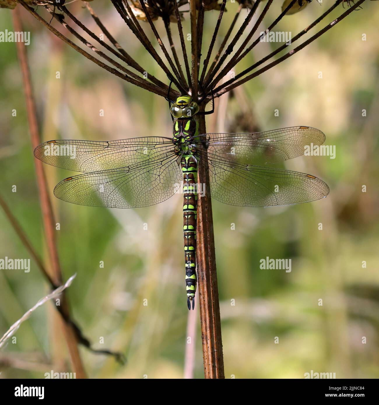 A female Southern Hawker (Aeshna cyanea) dragonfly Stock Photo - Alamy