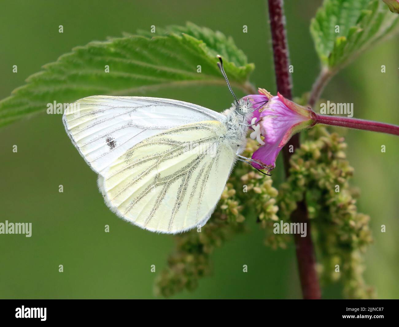Green-veined White butterfly (Pieris Napi Stock Photo - Alamy