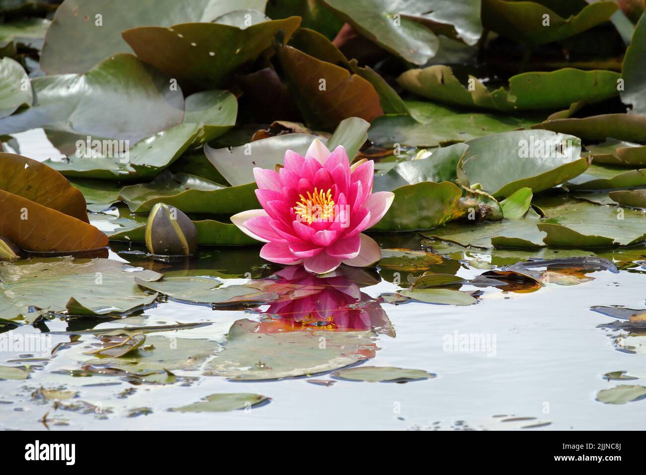 Aquatic nymphaeaceae hi-res stock photography and images - Alamy