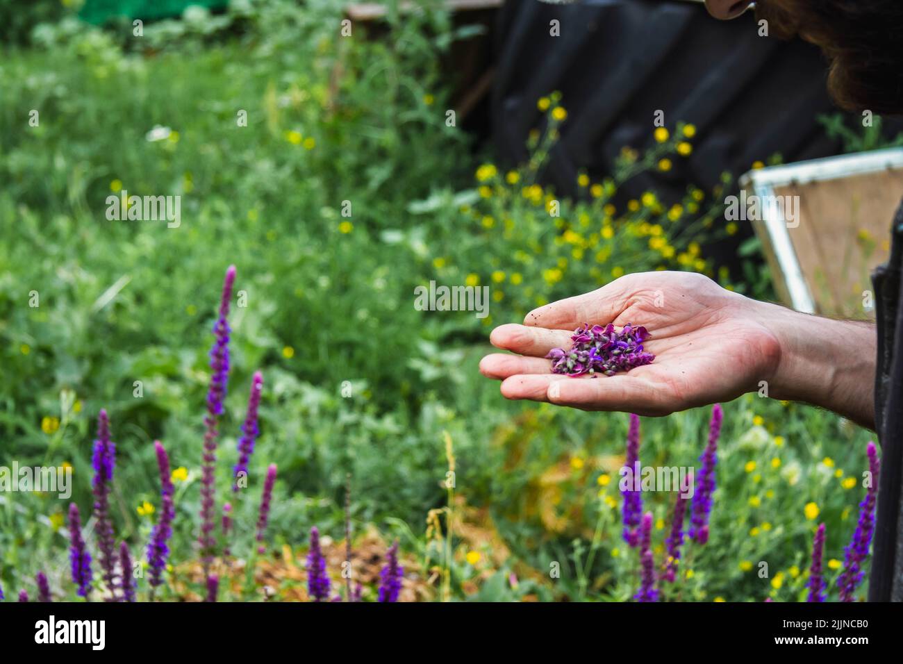 Collection of medicinal herbs. The herbalist collects sage. Herbal ...