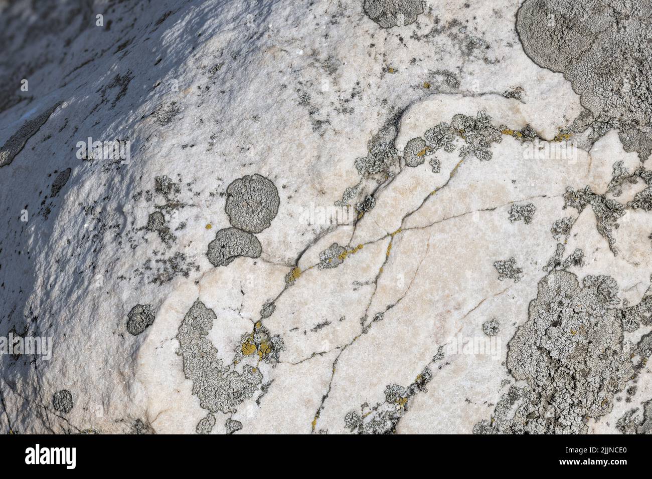 lichen presumably on quartzite sandstone surface under direct sunlight ...