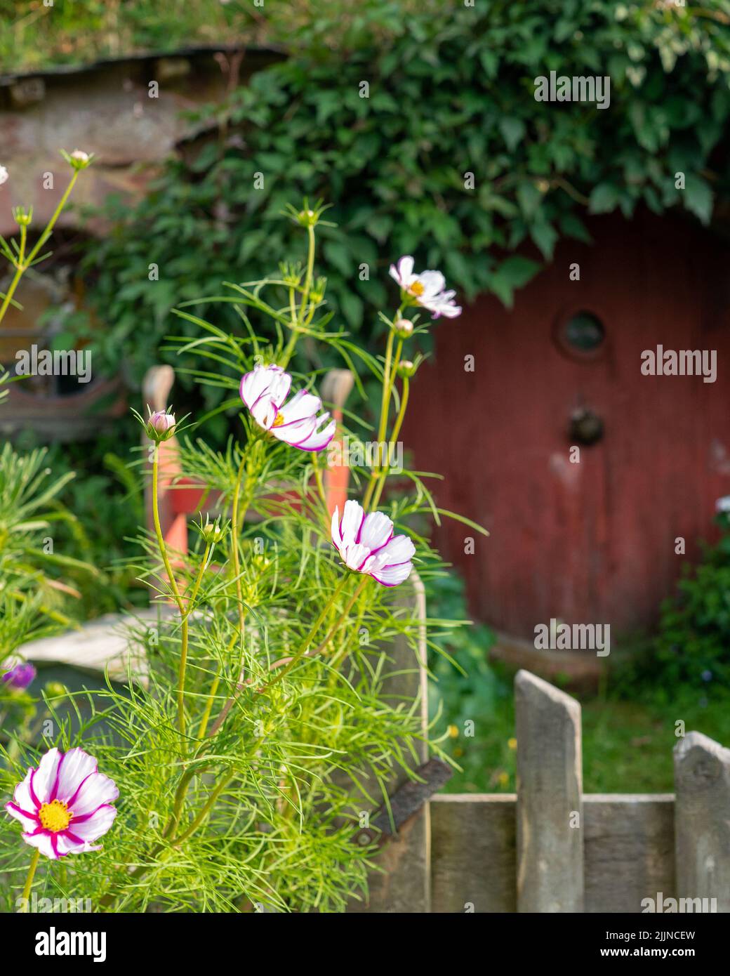 A closeup of pink flowers near the well-tended house of a hobbit in ...