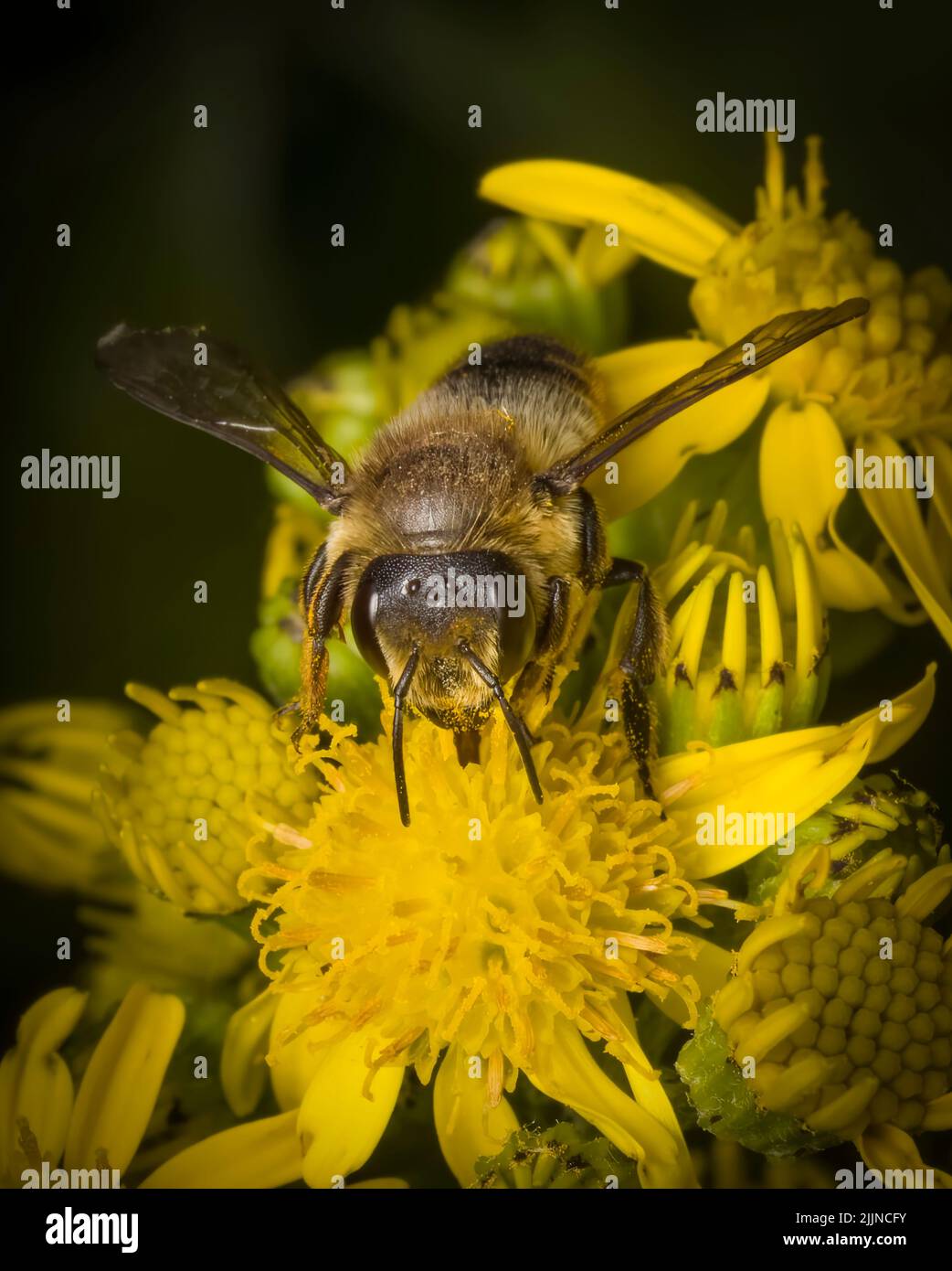 Honeybee species hi-res stock photography and images - Alamy