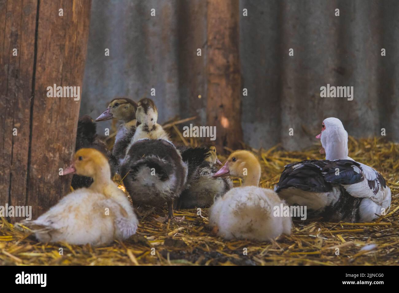 Gosling. Poultry farm for breeding geese. Little goose chicks in the ...