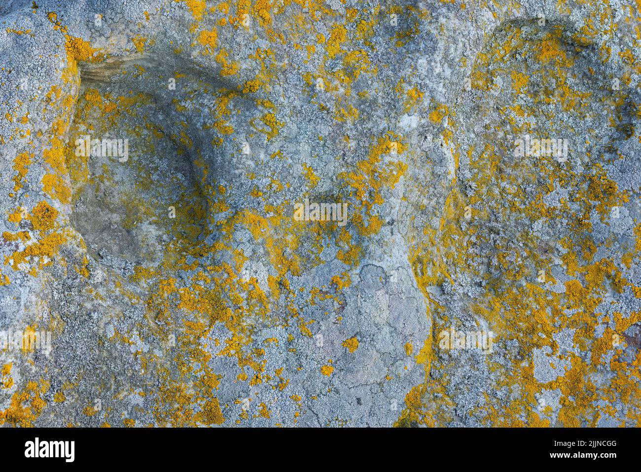 lichen presumably on quartzite sandstone surface under direct sunlight ...