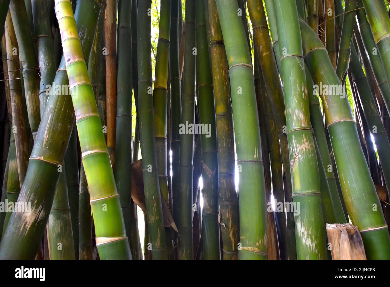 A serene view of bamboo trees in sunlight Stock Photo - Alamy