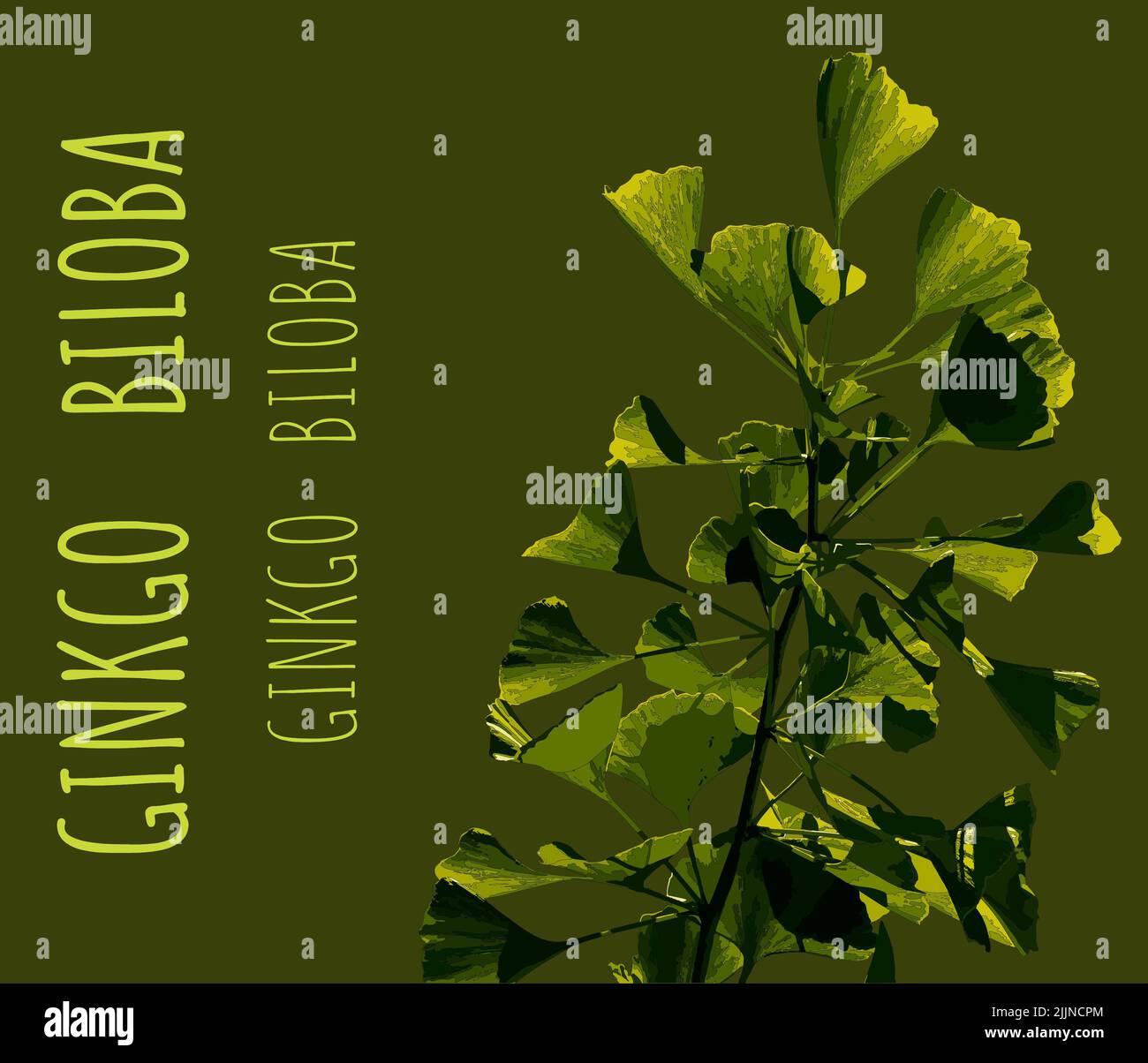 Illustration of fresh bright green ginkgo biloba leaves. Branch of a ...