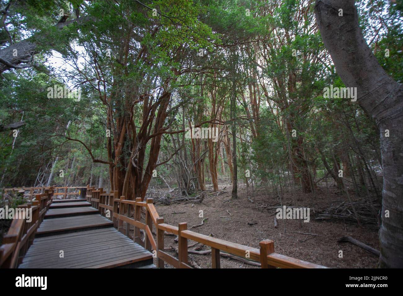 The Arrayanes forest in Argentina's Lake District Stock Photo - Alamy