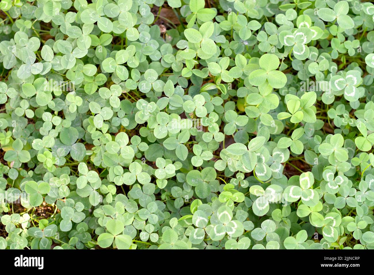 A serene view of delicate clover plants in sunlight Stock Photo - Alamy