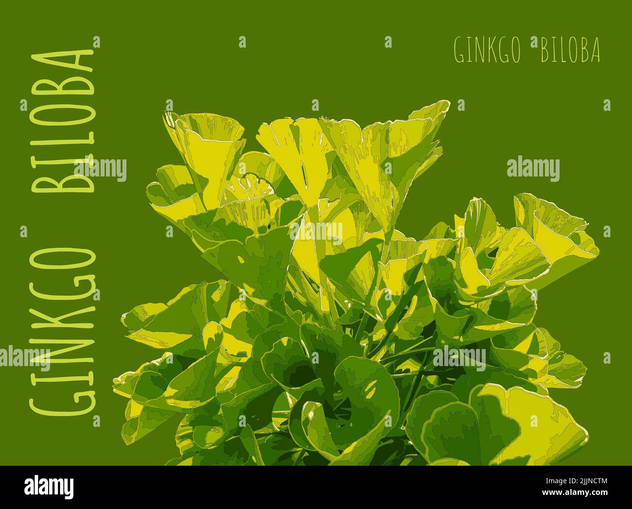 Illustration of fresh bright green ginkgo biloba leaves. Branch of a ...