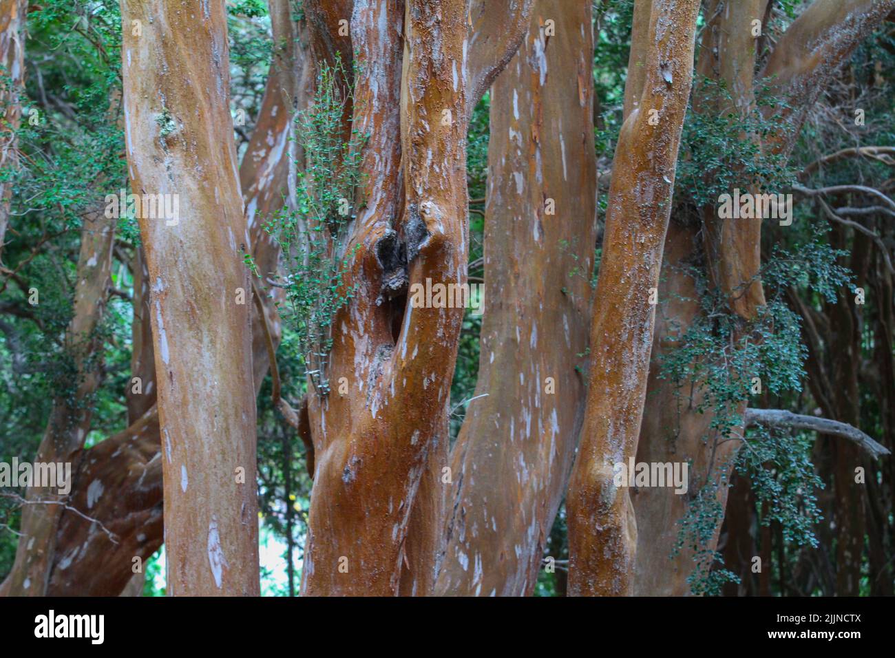 The Arrayanes forest in Argentina's Lake District Stock Photo - Alamy