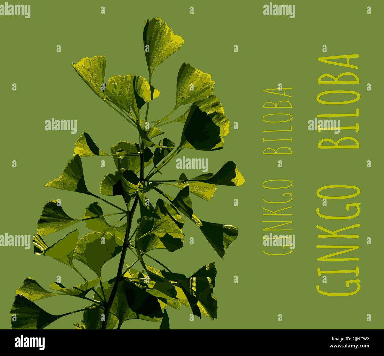 Illustration of fresh bright green ginkgo biloba leaves. Branch of a ...
