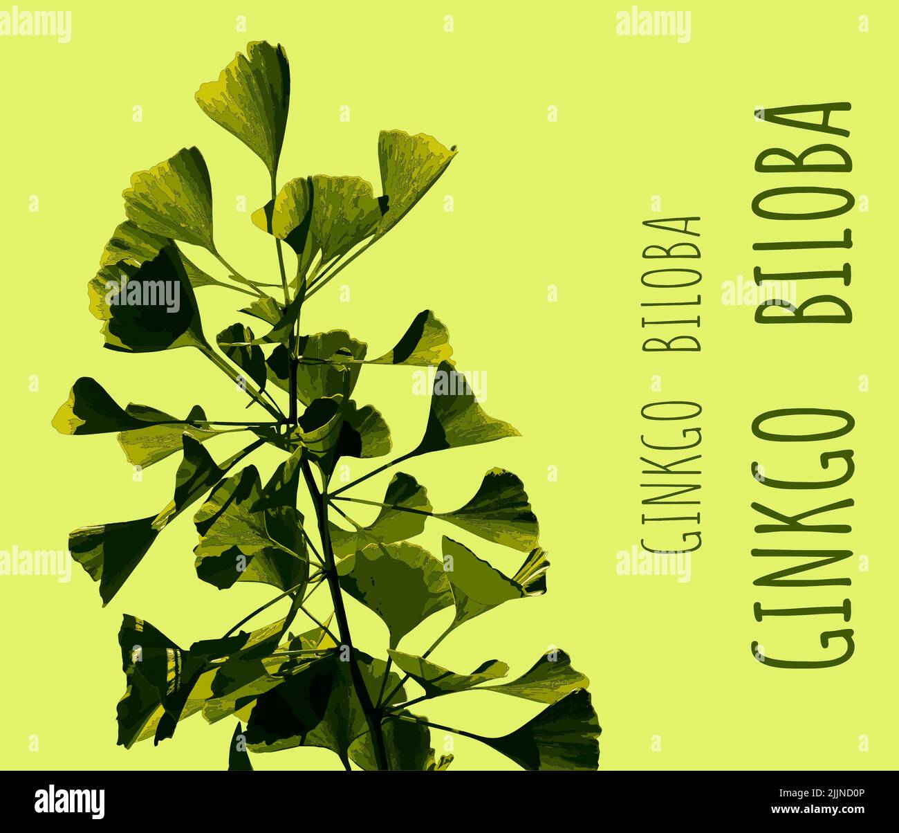 Illustration of fresh bright green ginkgo biloba leaves. Branch of a ...