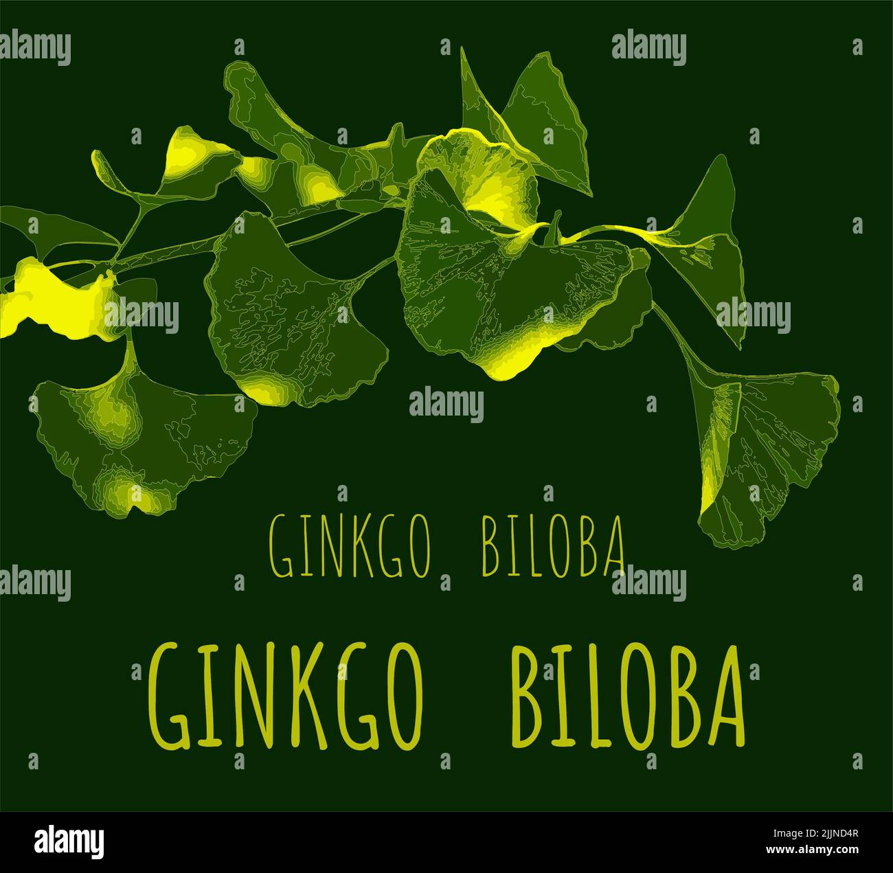 Illustration of fresh bright green ginkgo biloba leaves. Branch of a ...