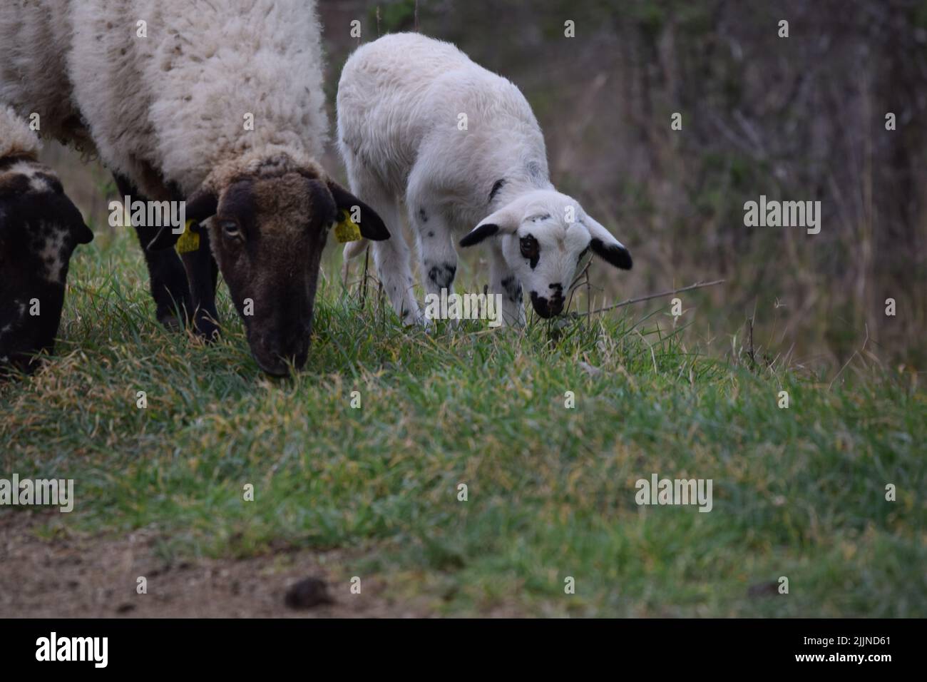 Sheep in green grass hi-res stock photography and images - Alamy