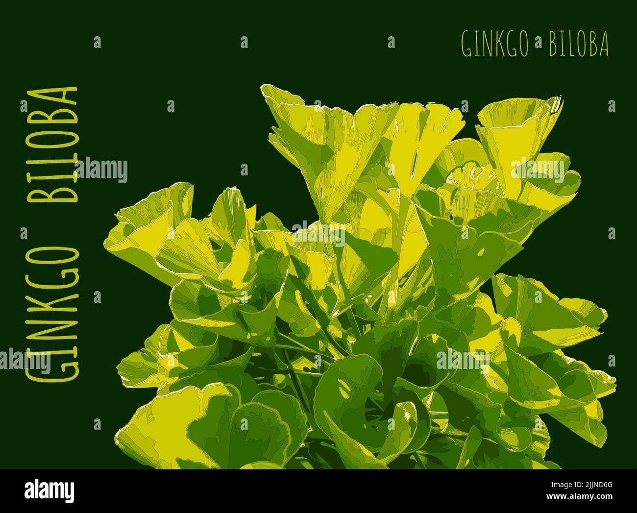 Illustration of fresh bright green ginkgo biloba leaves. Branch of a ...
