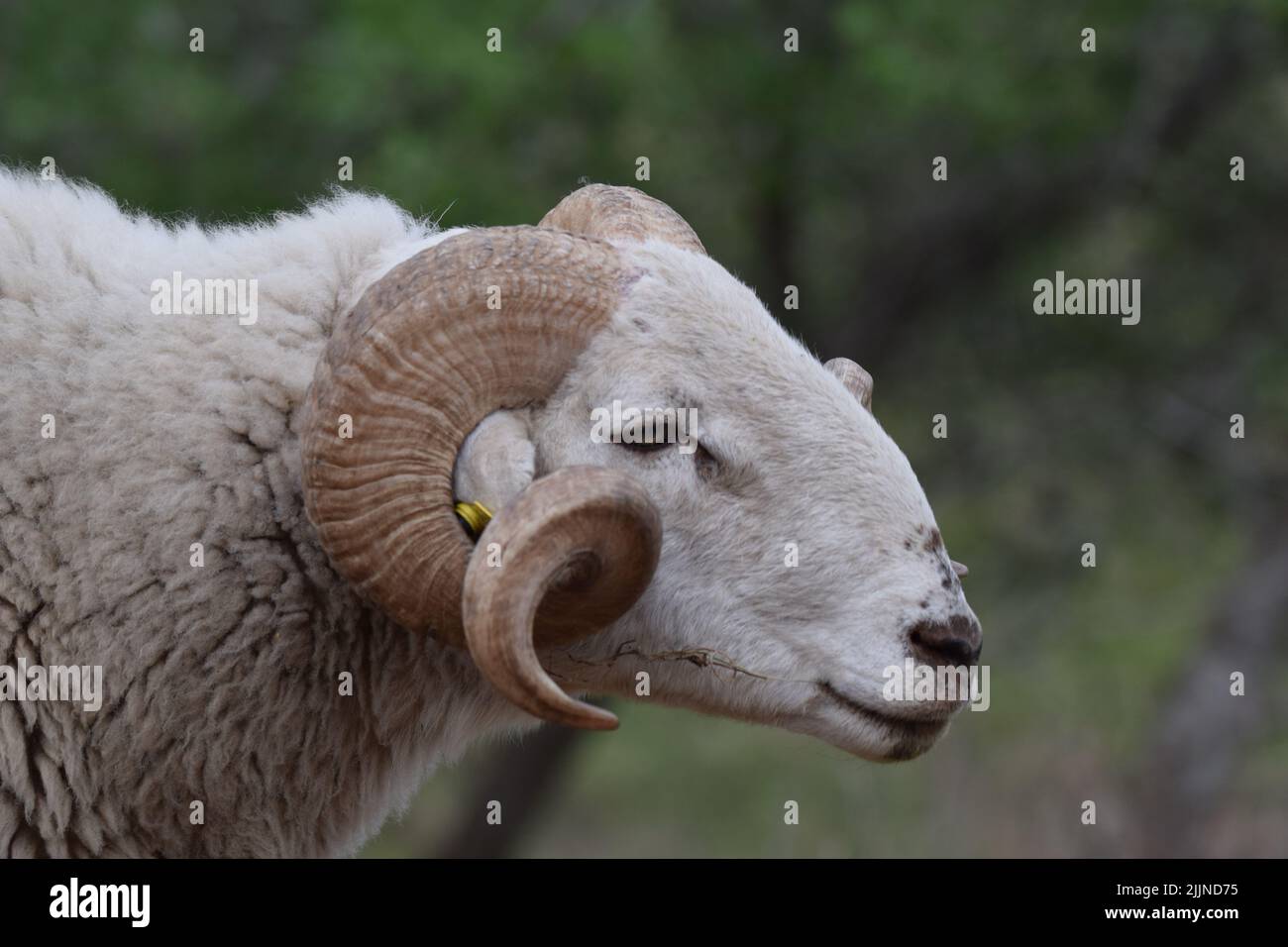 A selective of wild sheep in a forest Stock Photo - Alamy