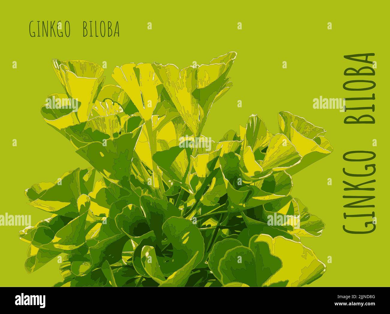 Illustration of fresh bright green ginkgo biloba leaves. Branch of a ...