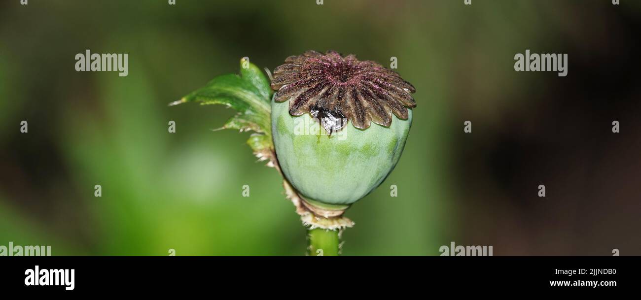 Maca flower bud with fallen petals Stock Photo - Alamy