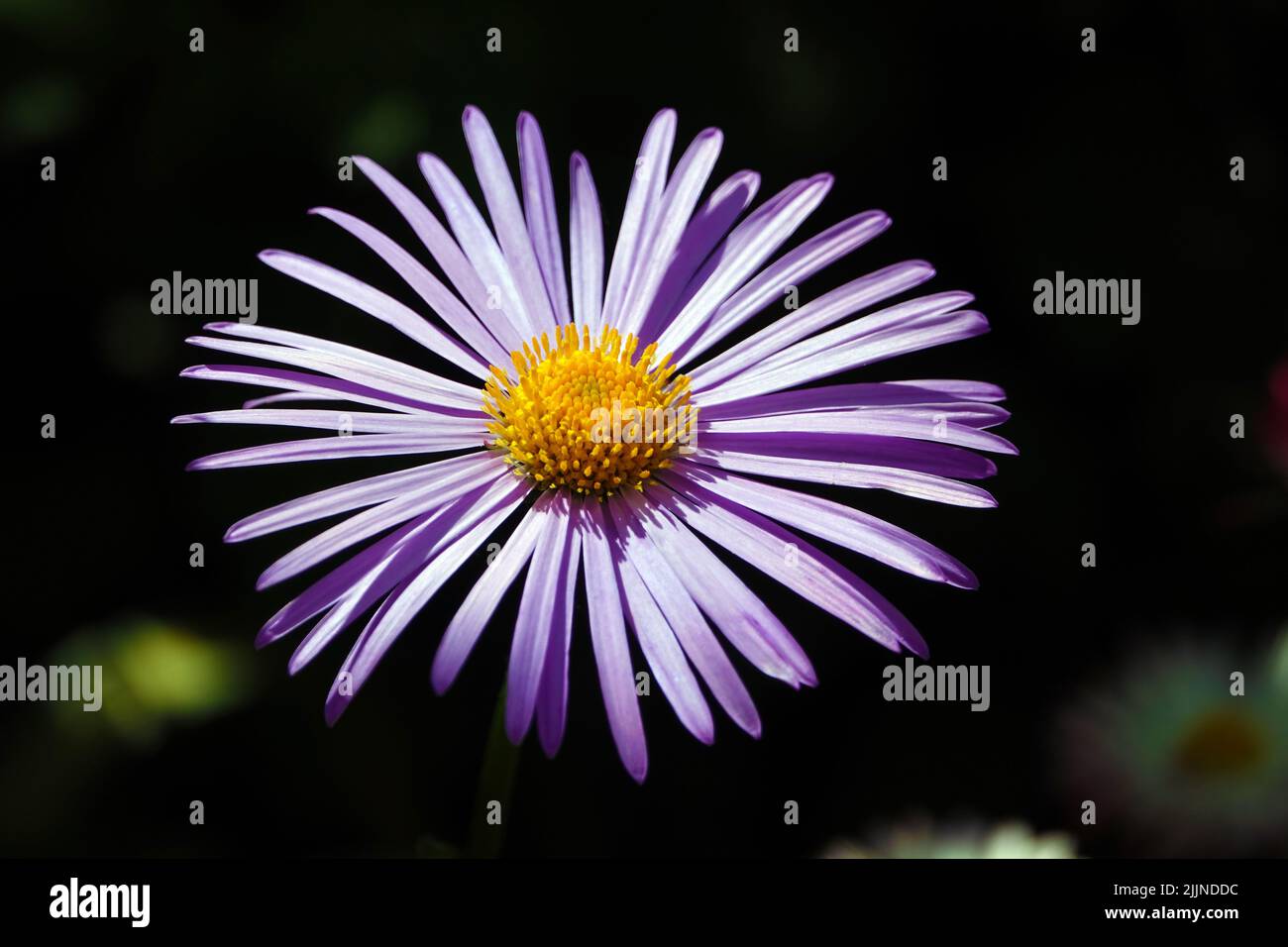 Flowers Astra Tatar close up Stock Photo - Alamy