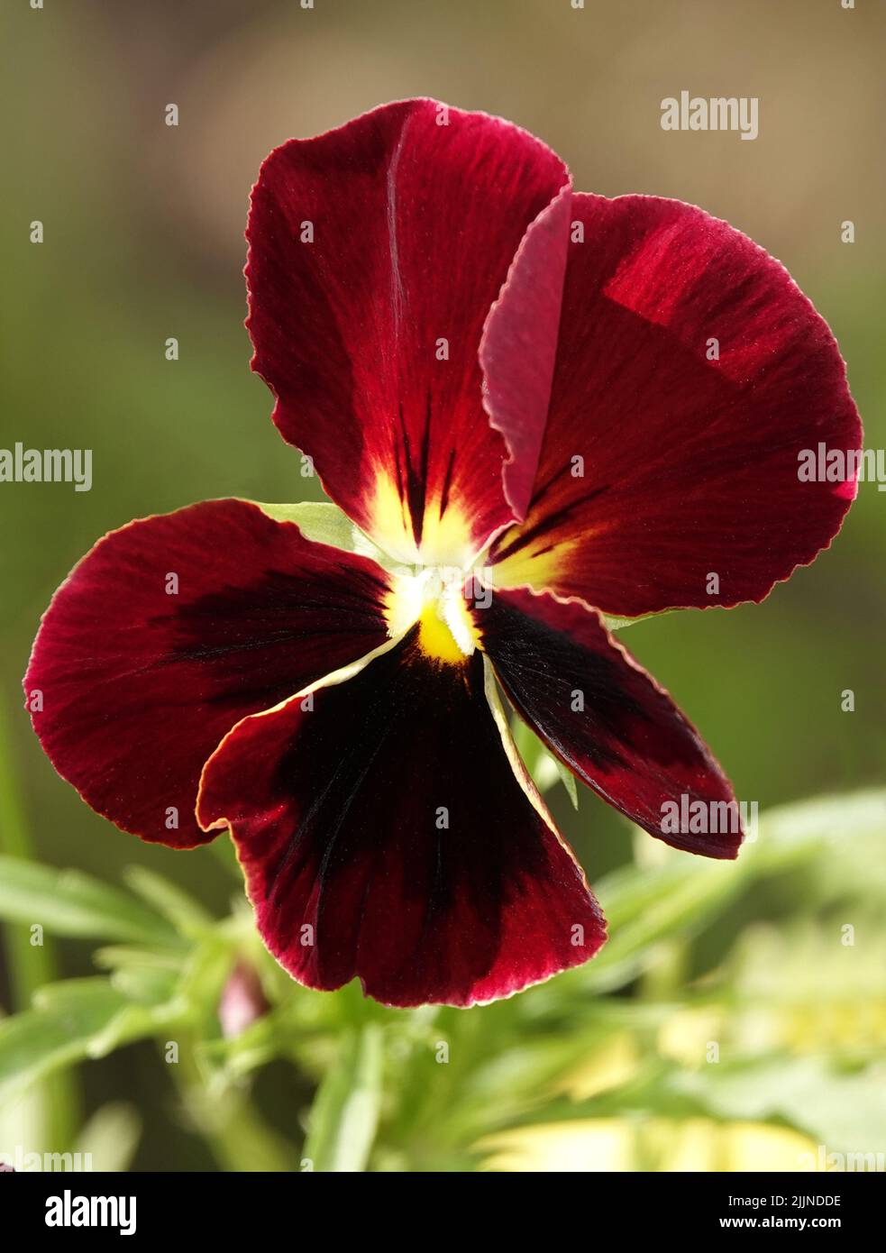 Violets flowers - Pansies of different colors and colors in the city ...