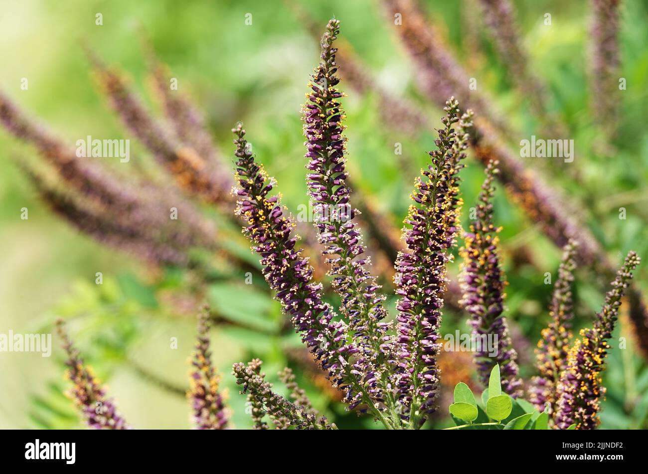 Amphora and yellow flowers in the garden hi-res stock photography and ...