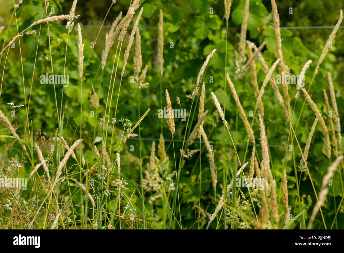 field wild spikes and flowers as wallpaper and copy space Stock Photo ...