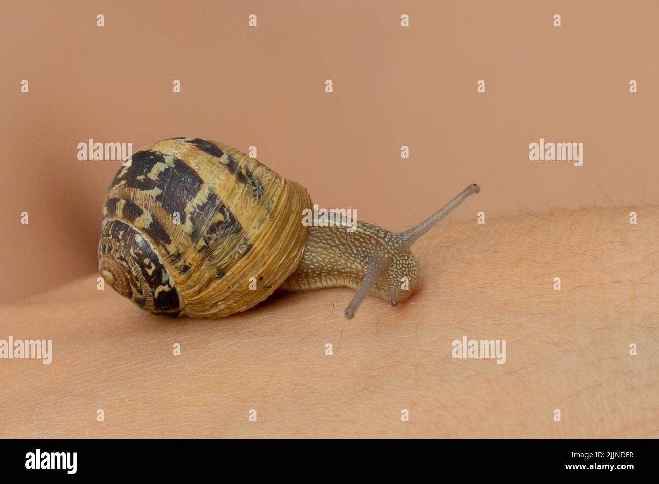 Child with shells isolated hi-res stock photography and images - Alamy