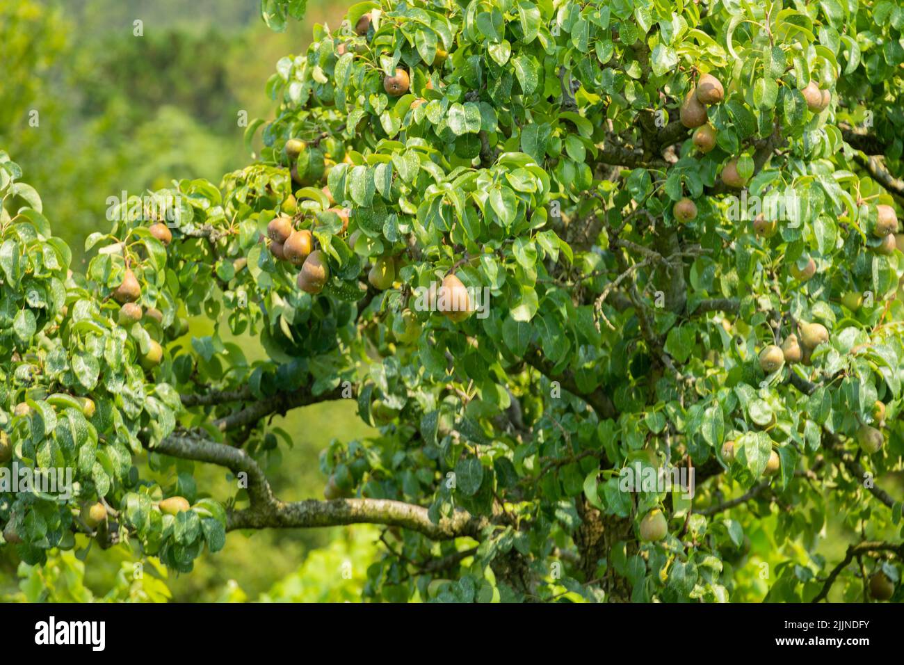 tree with small pears growing on the tree as fresh fruit Stock Photo ...