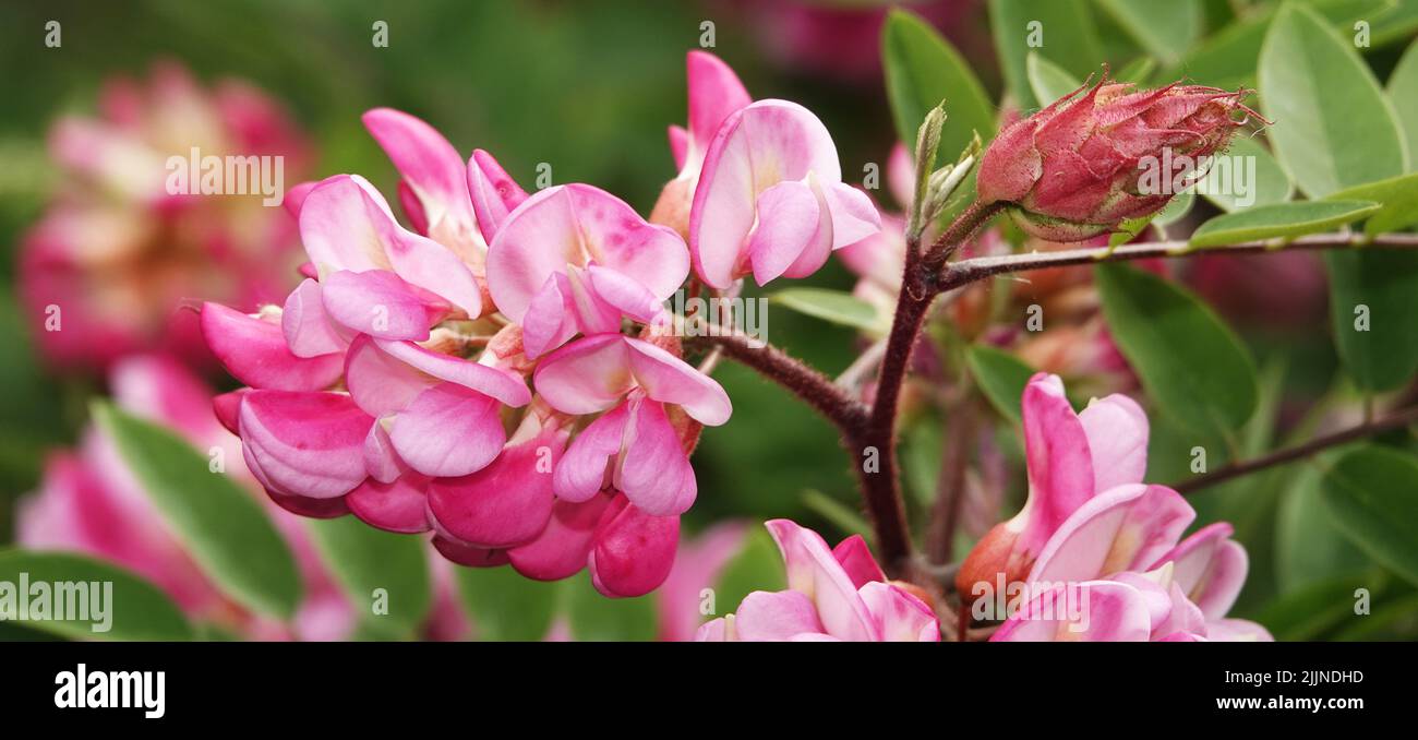 Acacia flowers blooming in spring and summer Stock Photo - Alamy