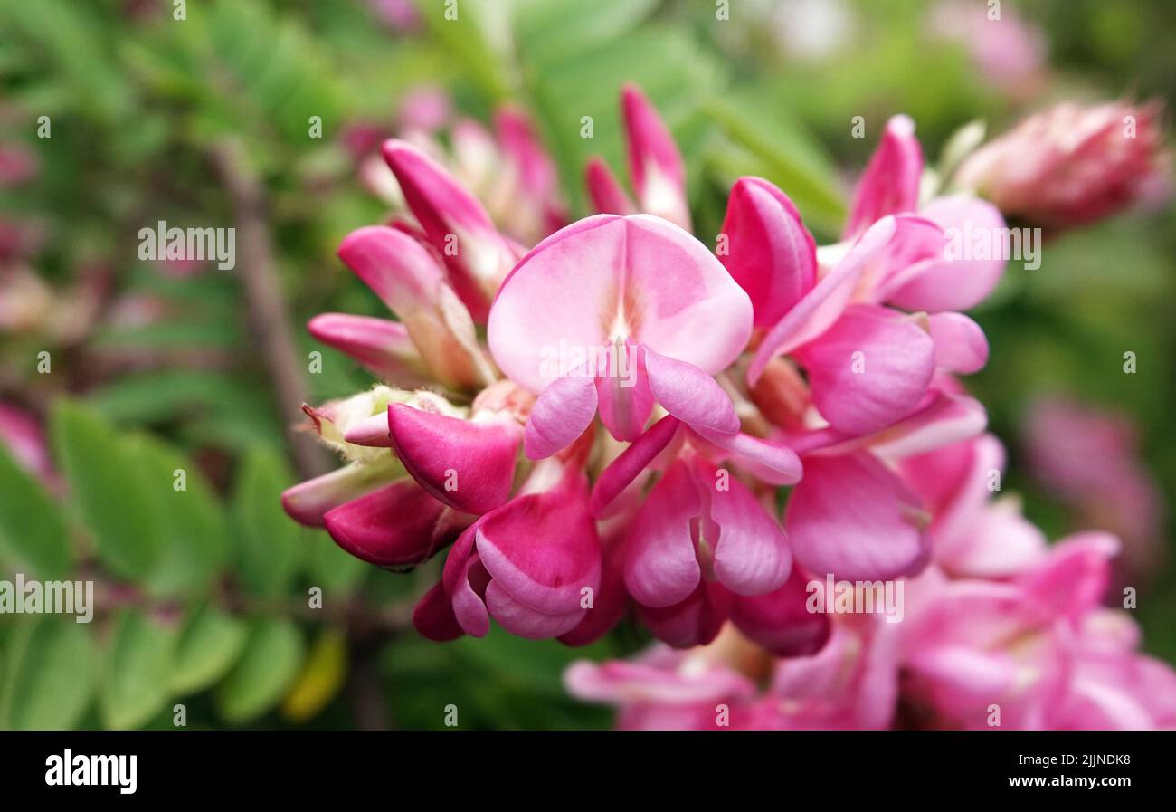 Acacia flowers blooming in spring and summer Stock Photo - Alamy
