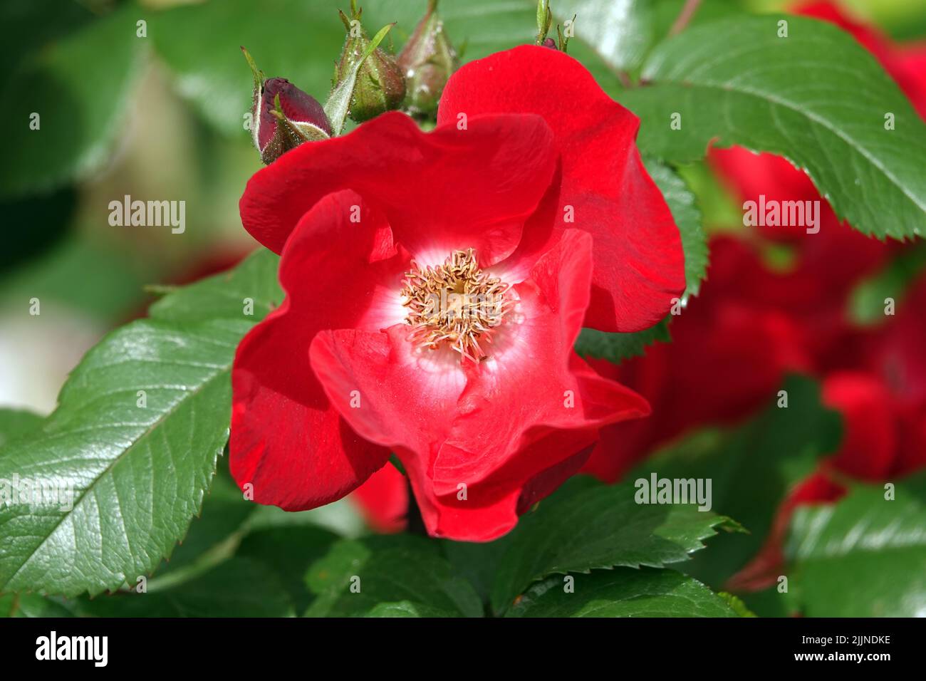 Flowers Roses of different varieties and species close-up Stock Photo ...