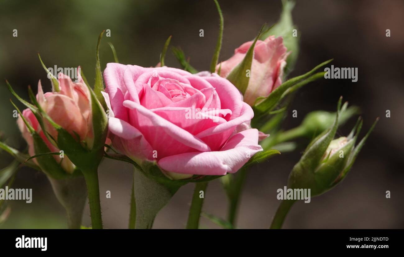 Flowers Roses of different varieties and species close-up Stock Photo ...