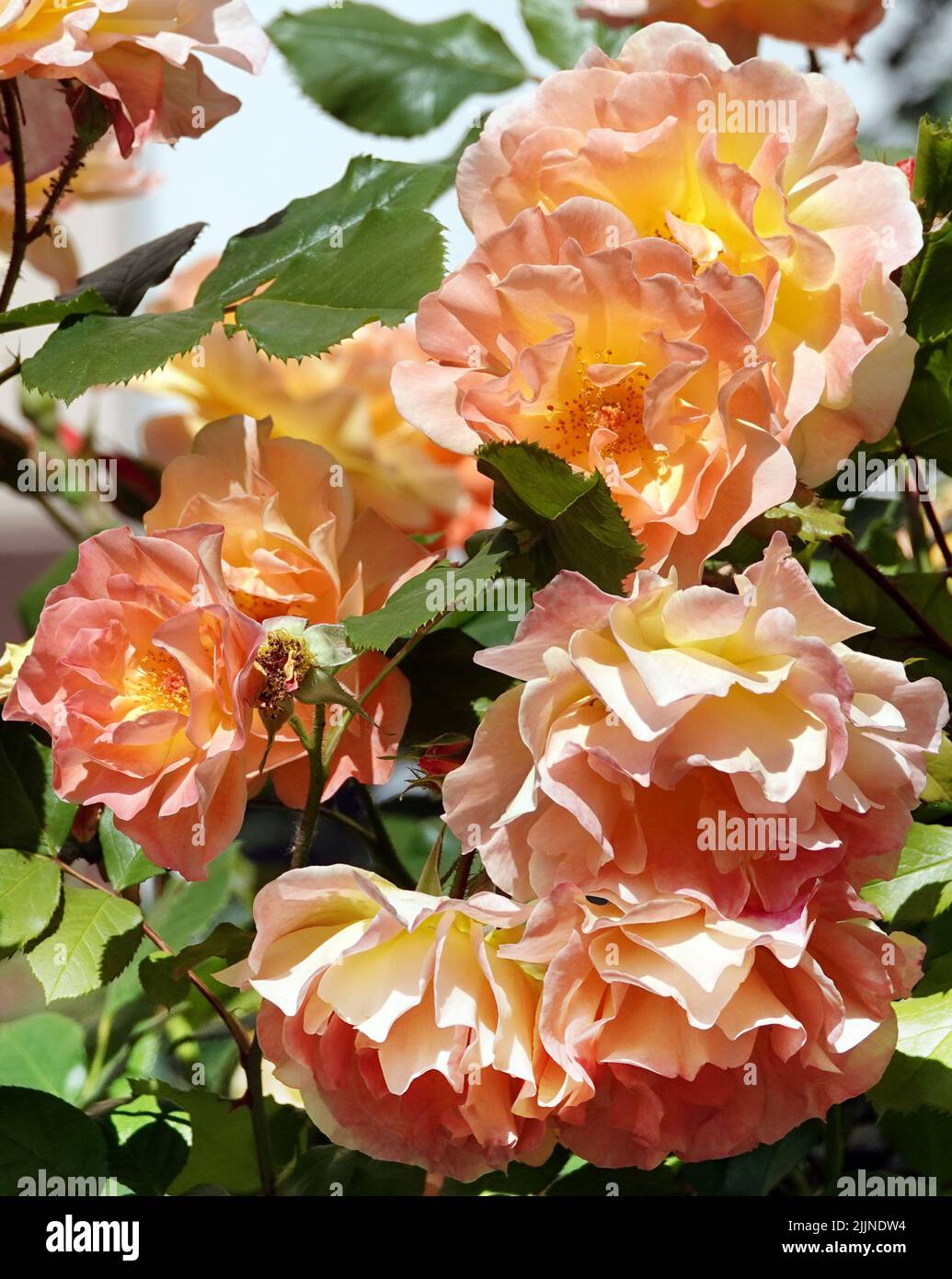 Flowers Roses of different varieties and species close-up Stock Photo ...