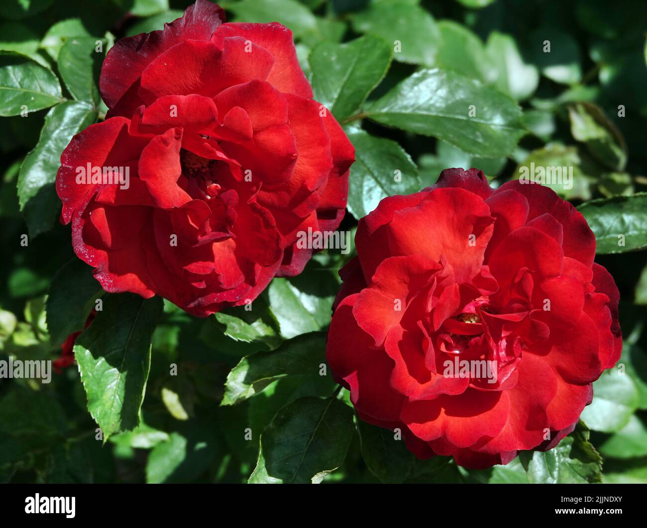 Flowers Roses of different varieties and species close-up Stock Photo ...