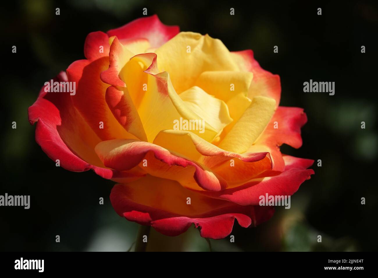 Flowers Roses of different varieties and species close-up Stock Photo ...