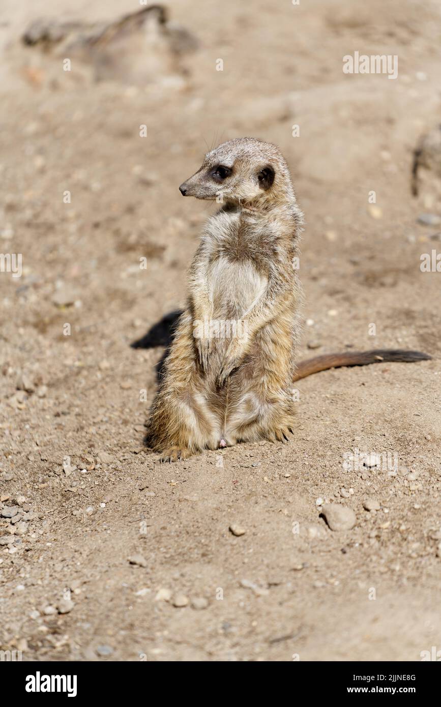 vigilant meerkat keeps watch for enemies from the air Stock Photo - Alamy