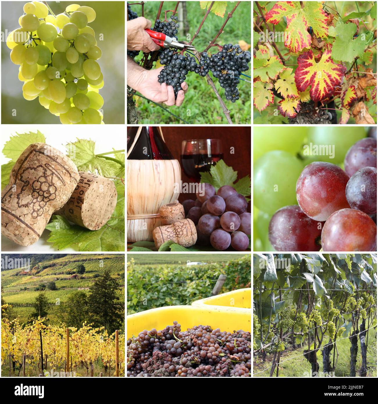 Grape vine vineyard hand Cut Out Stock Images & Pictures - Alamy
