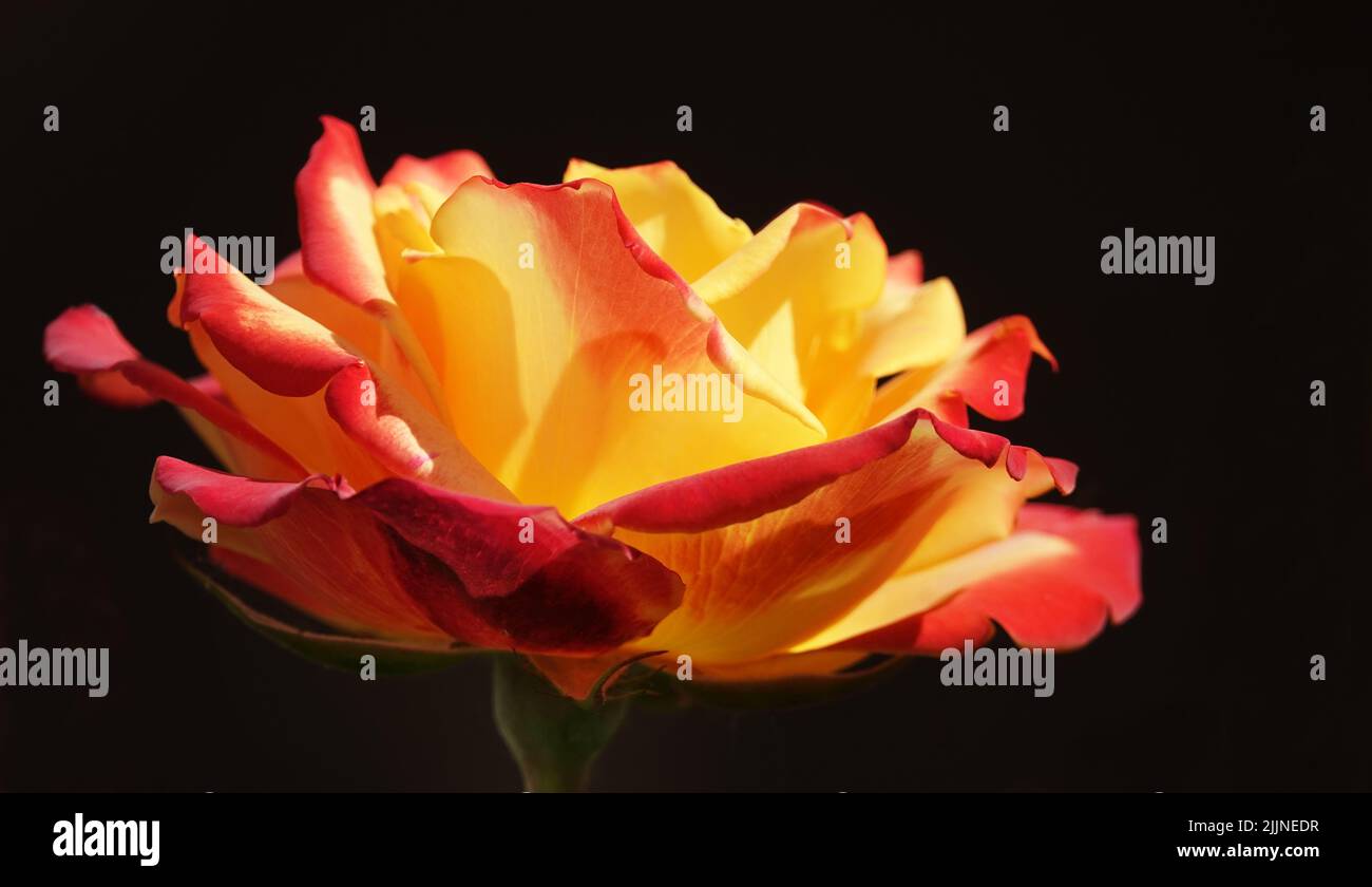 Different Type Of Tea Roses