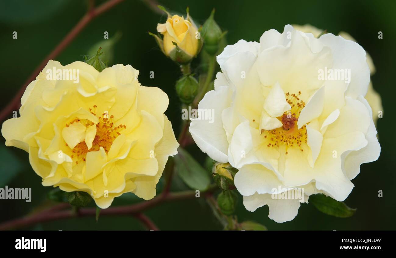 Flowers Roses of different varieties and species close-up Stock Photo ...