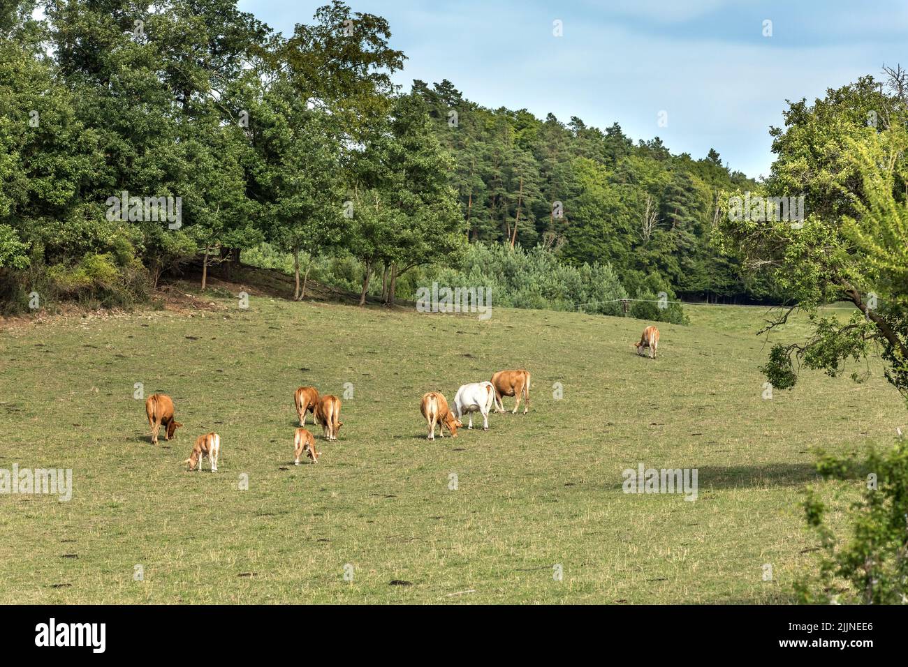 Cattle on pasture in the Czech Republic. Breeding of cows and bulls ...