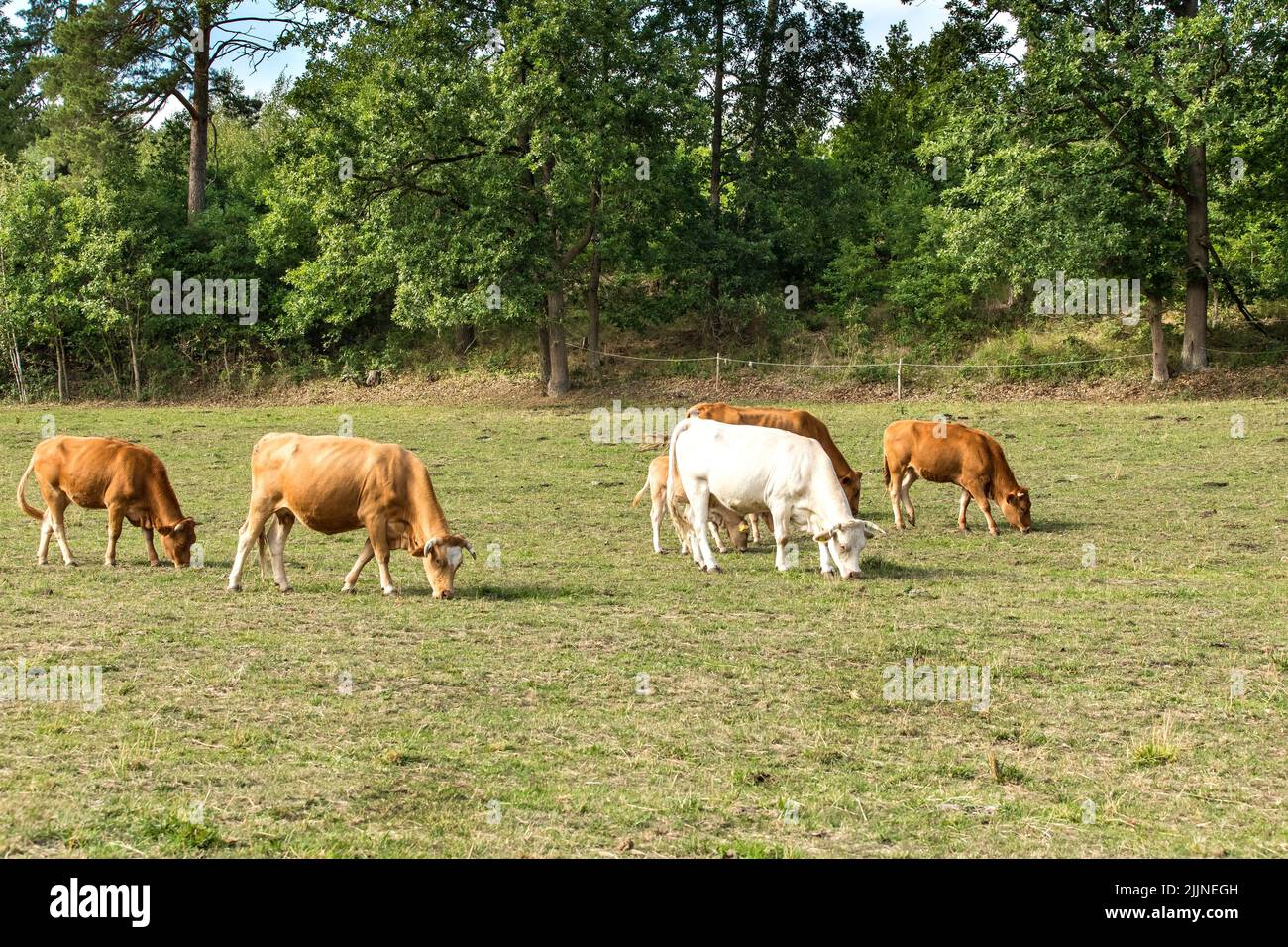 Cattle on pasture in the Czech Republic. Breeding of cows and bulls ...